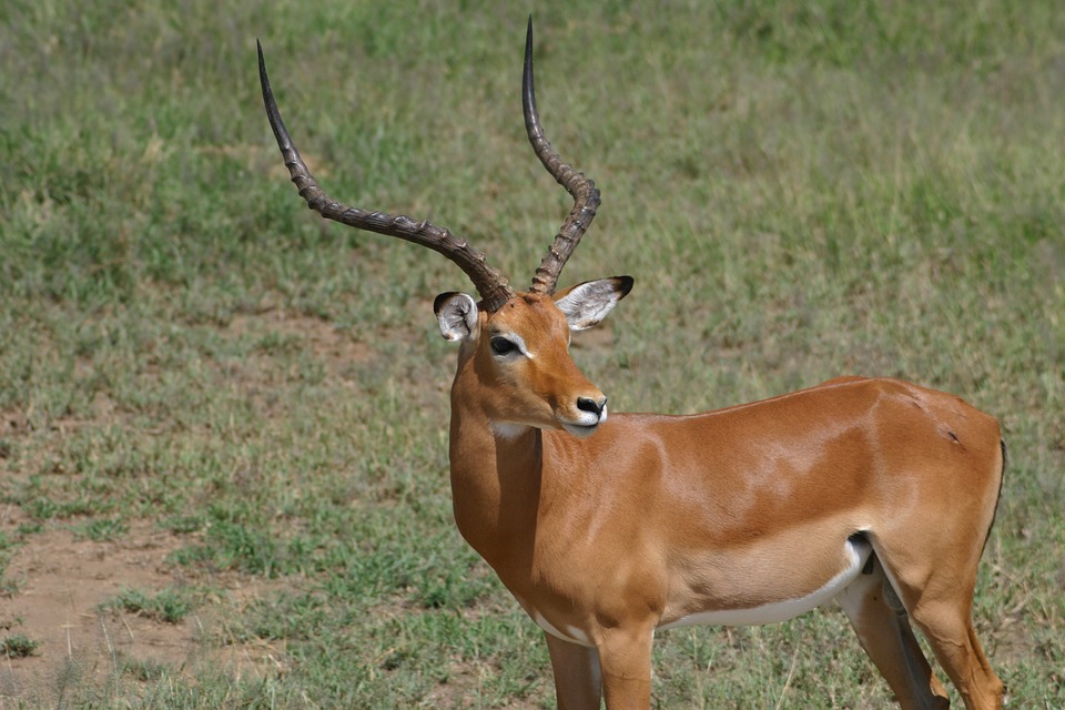 Especies De Antilopes Africanos Datos De Antílope Sable, Dieta,