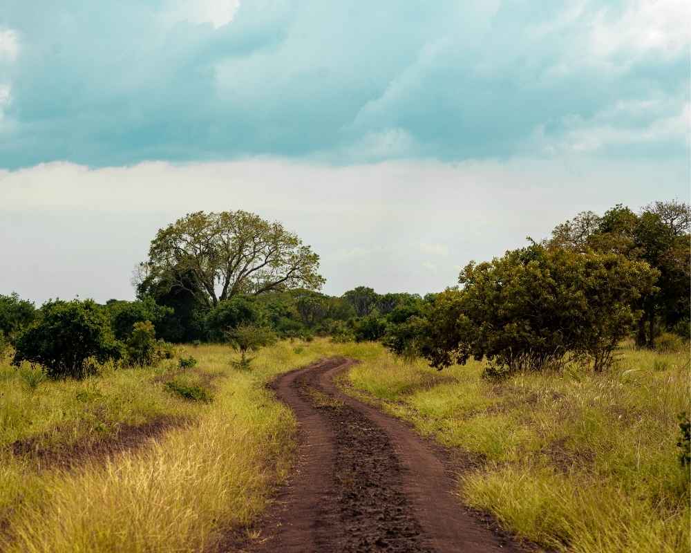Parque Nacional de Saadani: Un lugar para perderse - Masikio Safaris